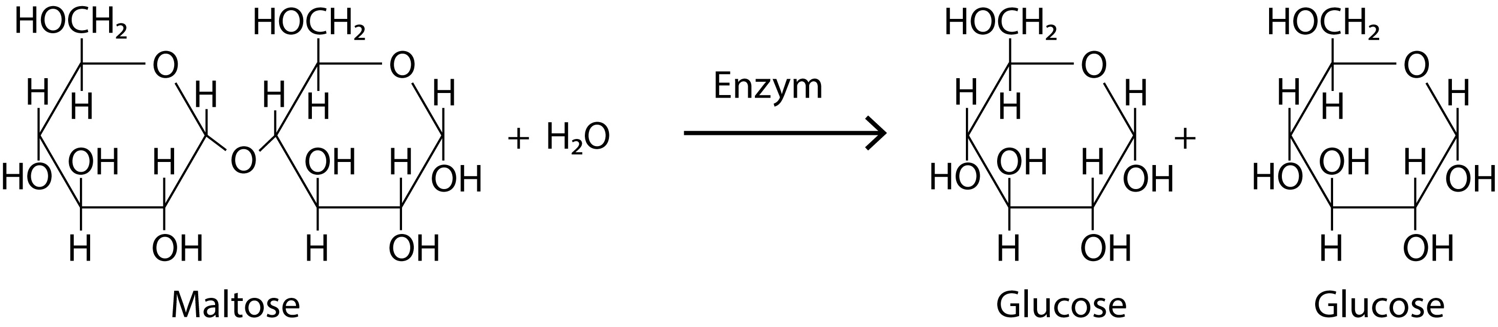 2stx231-BIO/A-26052023